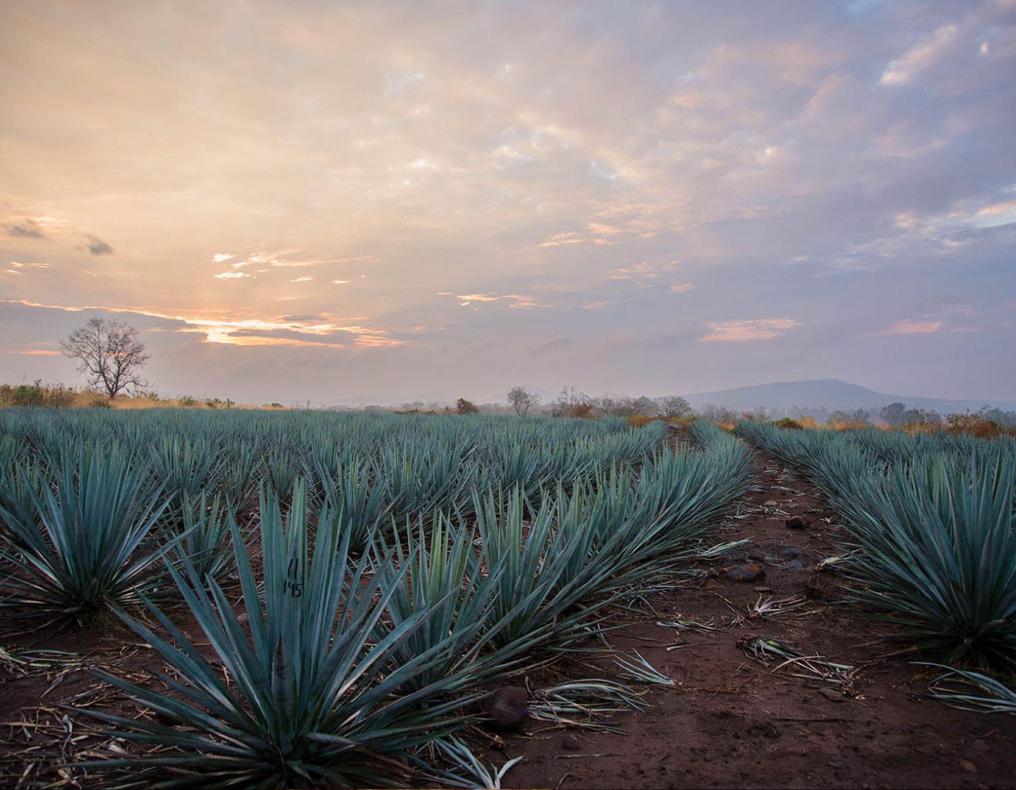 Tequila y Destilados de agave